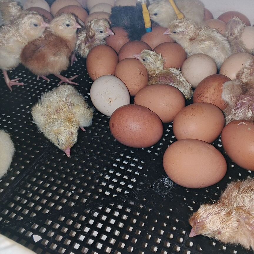 Цыплята несушки