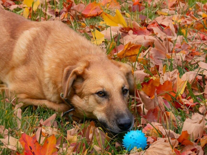 Мальчик в добрые руки
