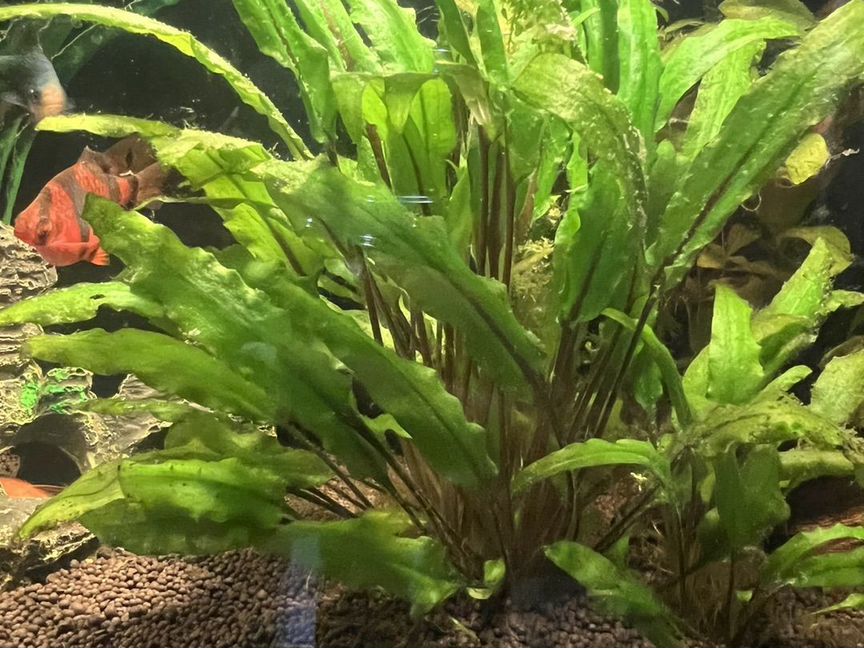 Отдам бесплатно траву для аквариума