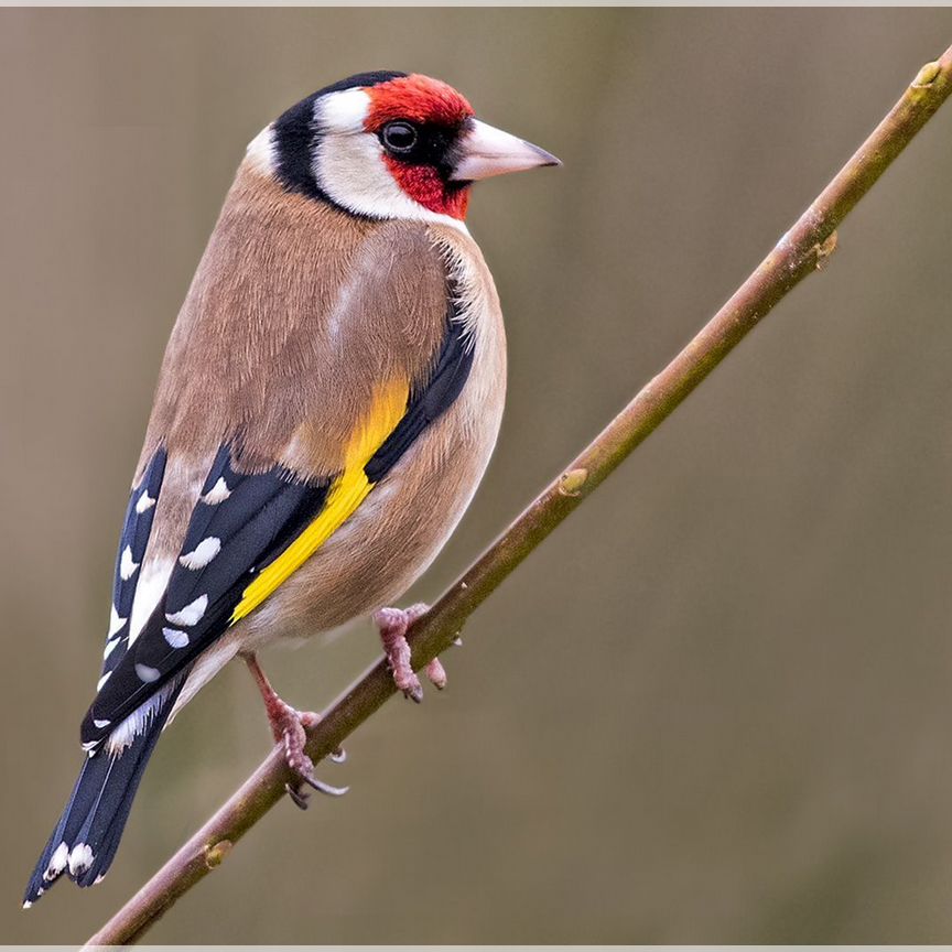 Щегол,зеленушка,чиж