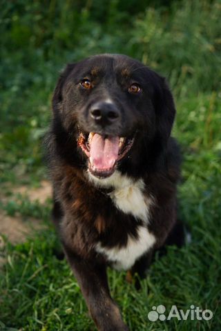 Собака на охрану в добрые руки