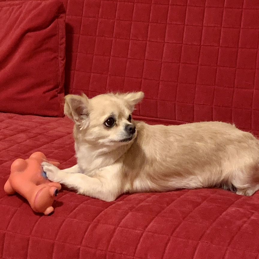 Чихуахуа девочка