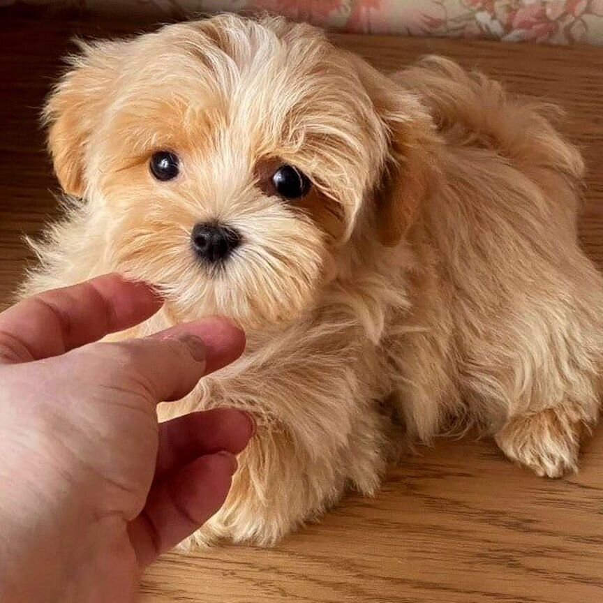 Мальтипу, щенок