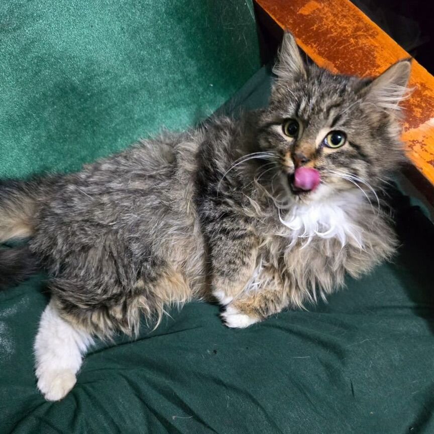 Чудесный котенок девочка
