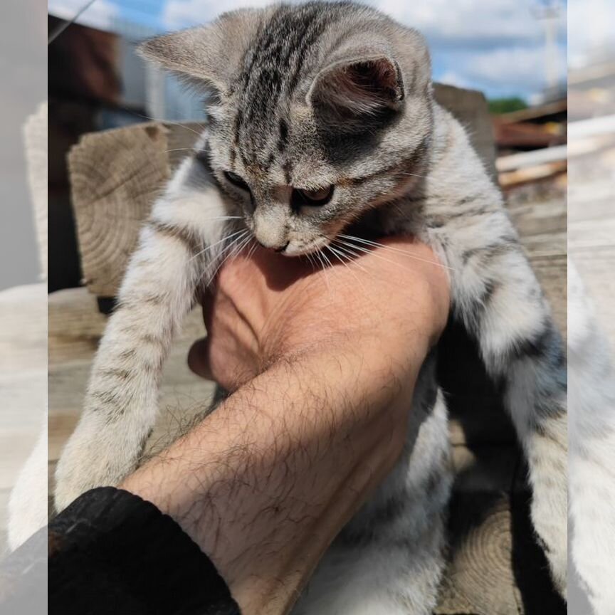 Котейка котёнок котейка котёнок котейка котёнок