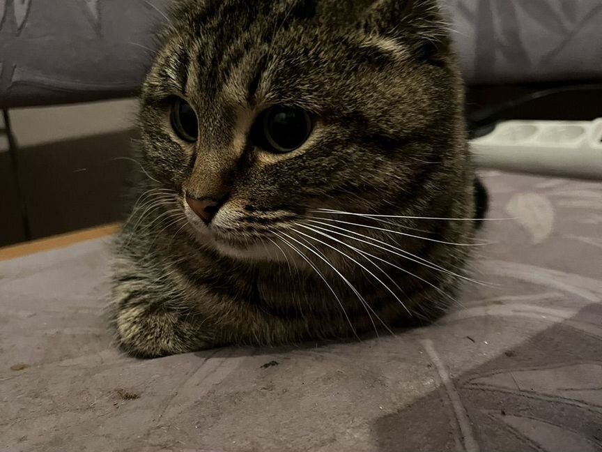 Найдена кошка