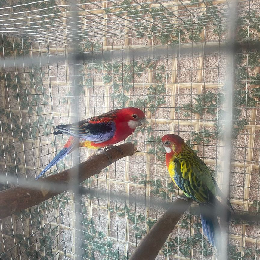 Попугай розелла