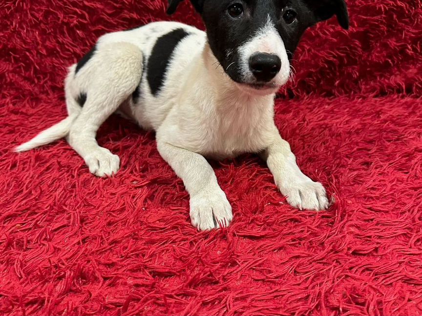 Маленький Горошек с вершочек