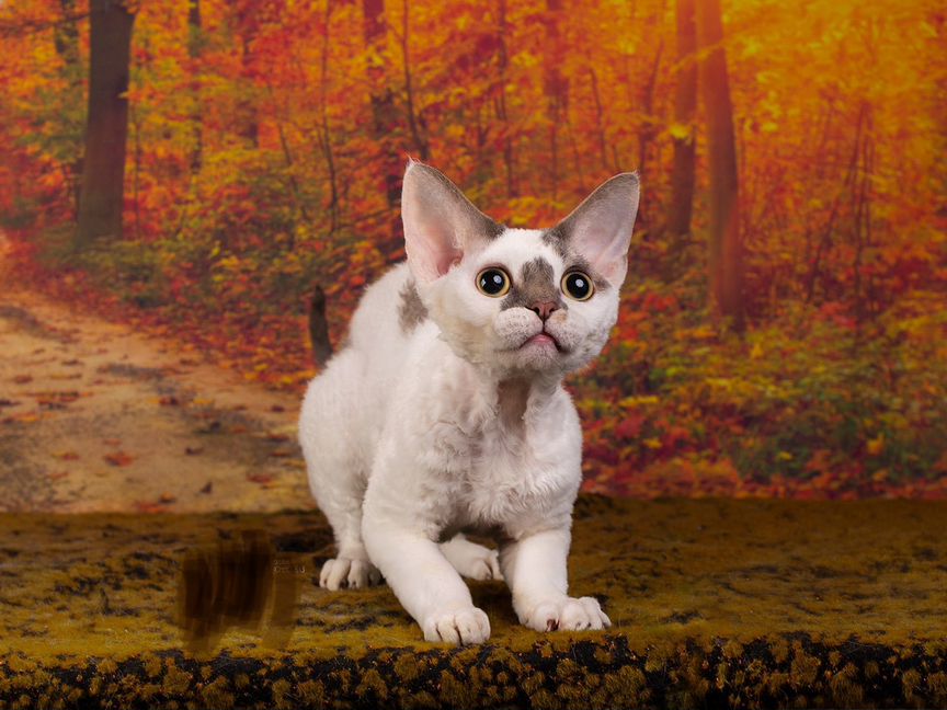 Кот в разведение Интерчемпион WCF