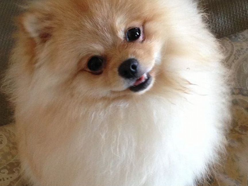 Продам щенка Шпица