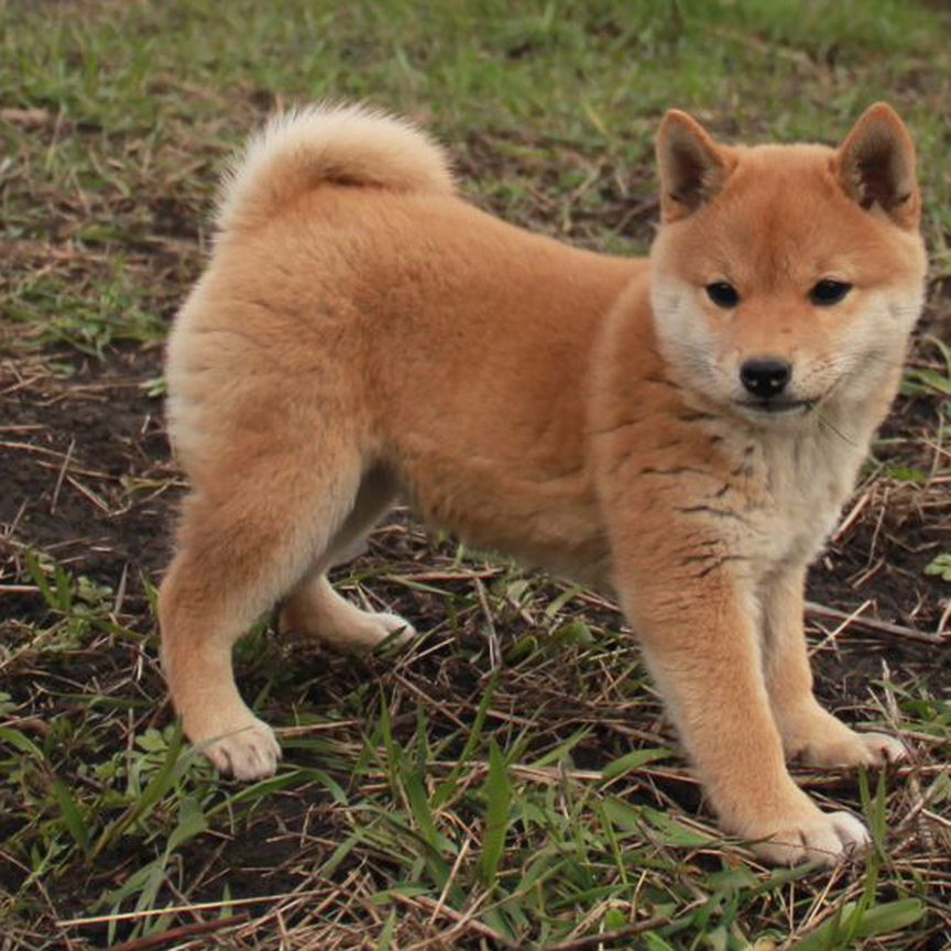 Сиба-ину, щенок