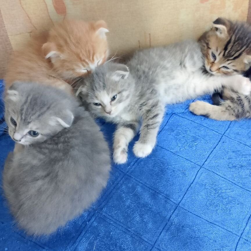 Шотландский вислоухий длинношёрстный котёнок