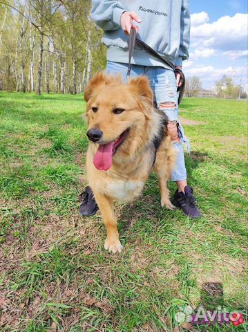 Прекрасная собака в добрые руки