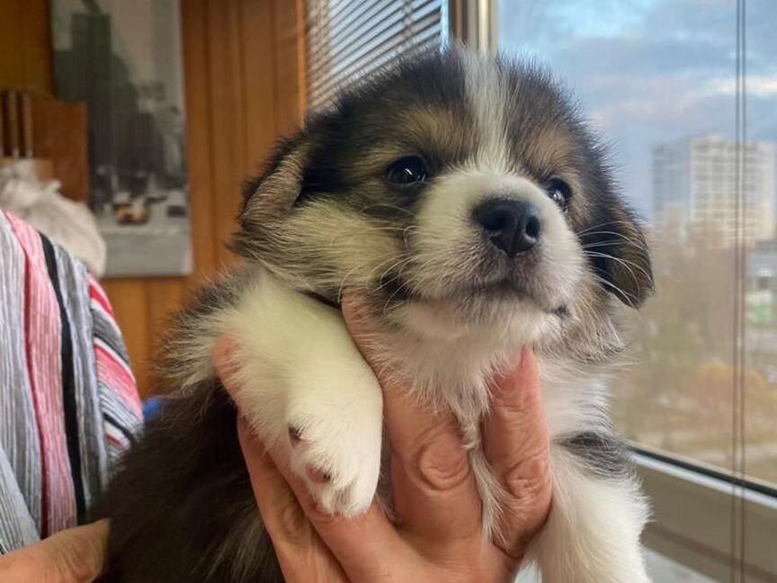 Вельш-корги пемброк щенки