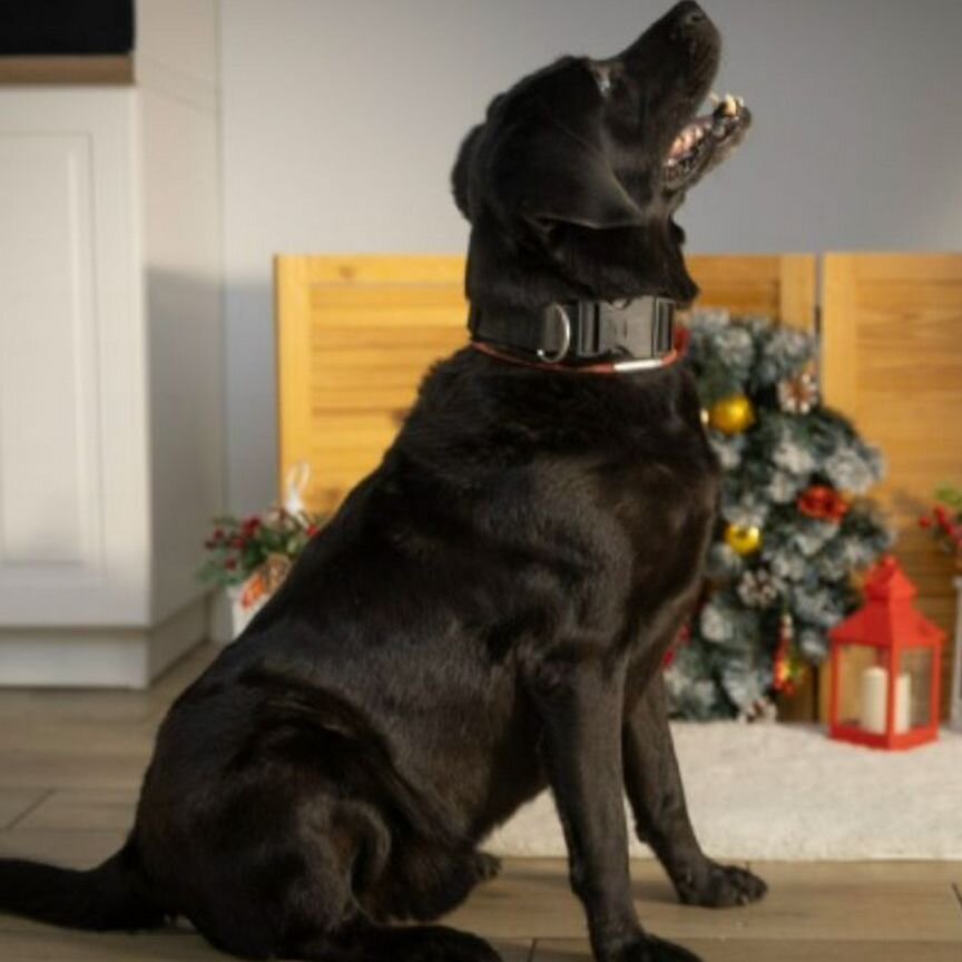 Лабрадор-ретривер, взрослая собака