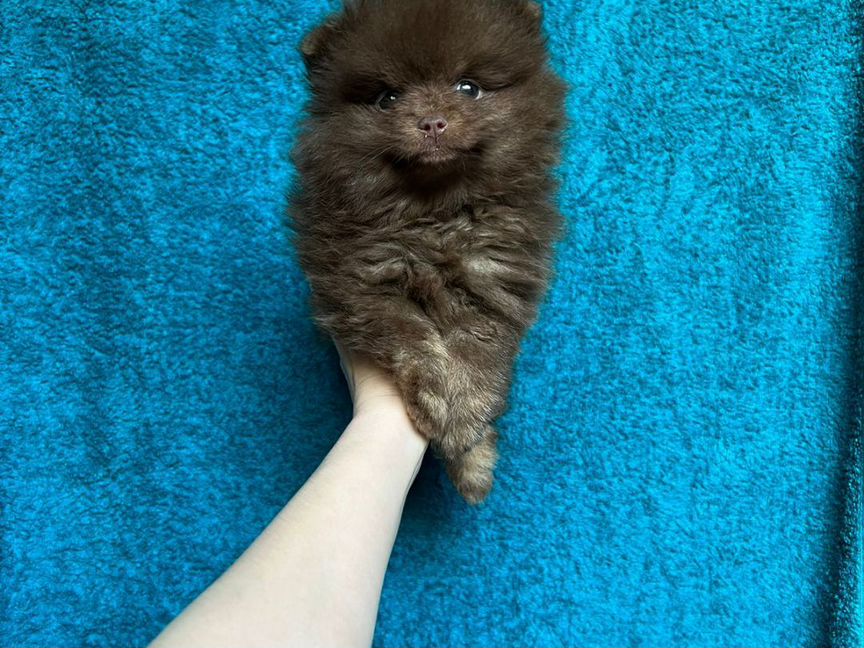 Шоколадно-подпалая девочка