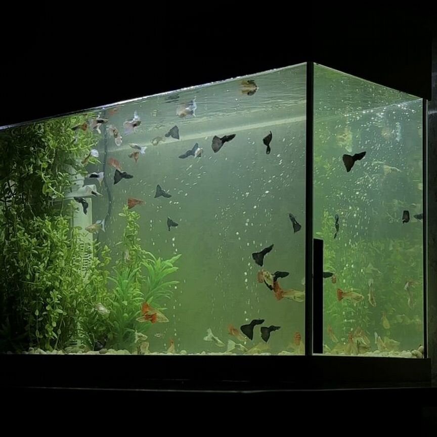 Готовый аквариум С рыбками