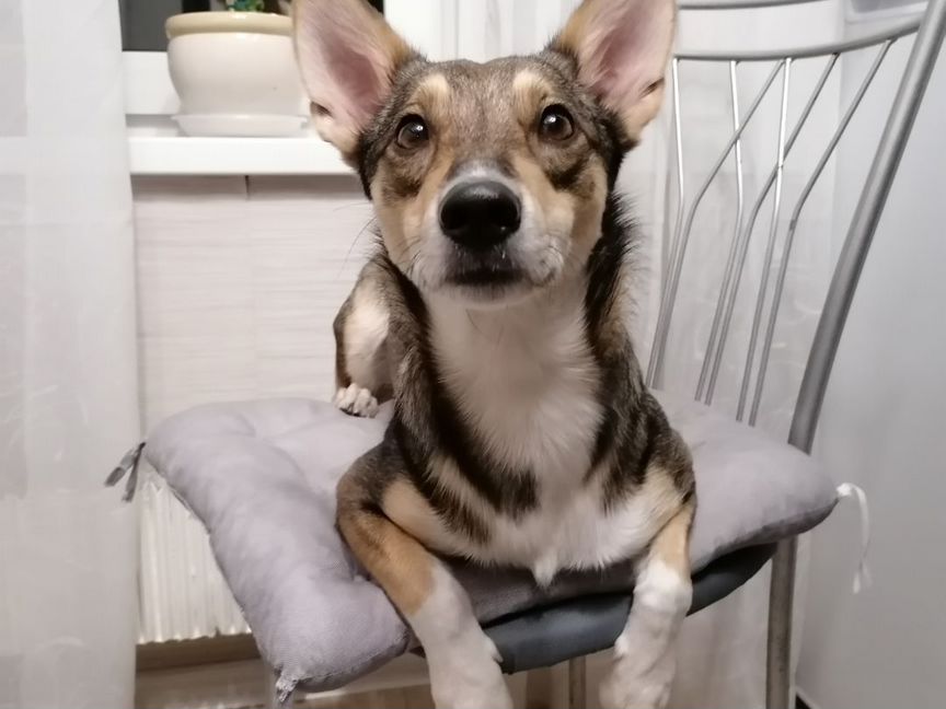 Собака в добрые руки отдам бесплатно