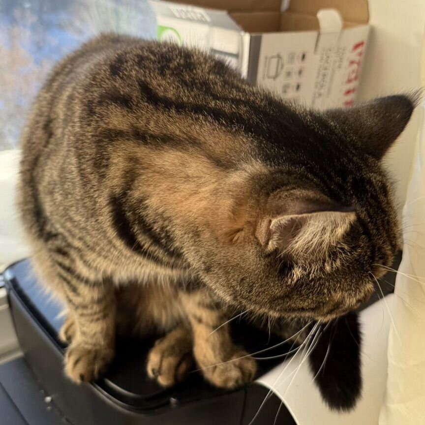 Взрослый кот в добрые руки