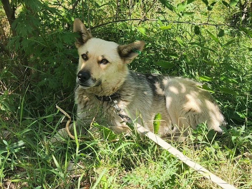 Мухтар ищет дом