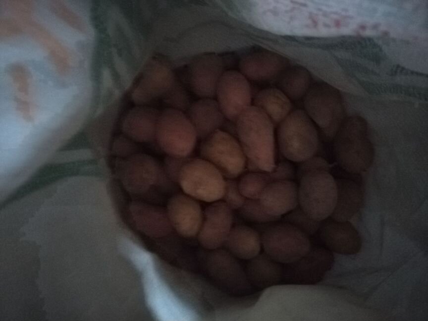 Продам картофель на корм скоту