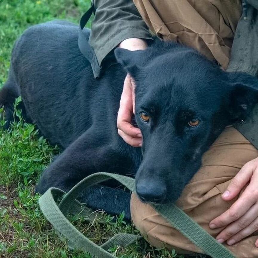 Особенная Зайка - собачий ангел