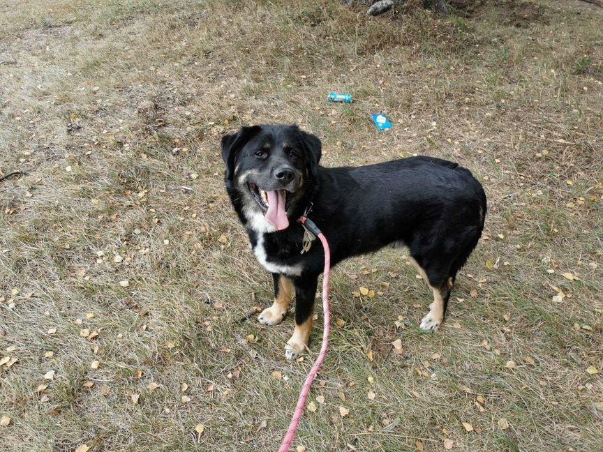 Большой красивый Фолд из приюта