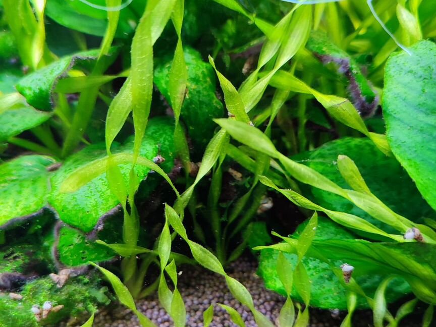 Аквариумные растения прополка