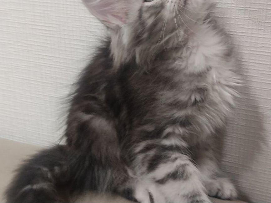 Котята мейн-кун один мальчик и одна девочка