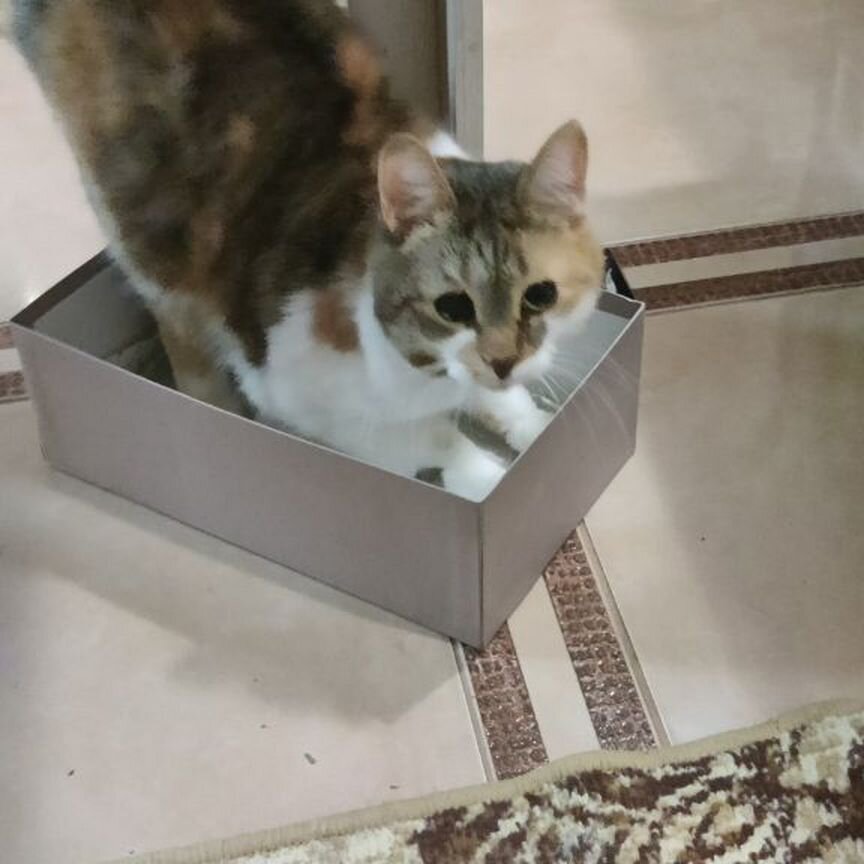 Кошечка 3 года Олимпия