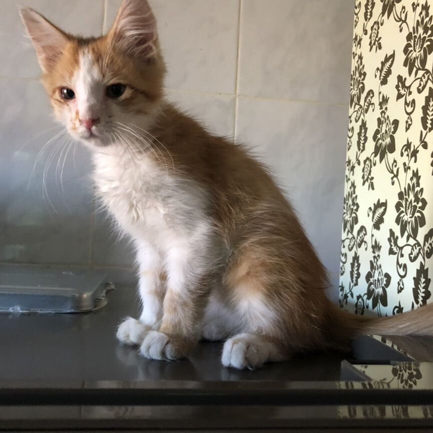 Котенок мейкун метис