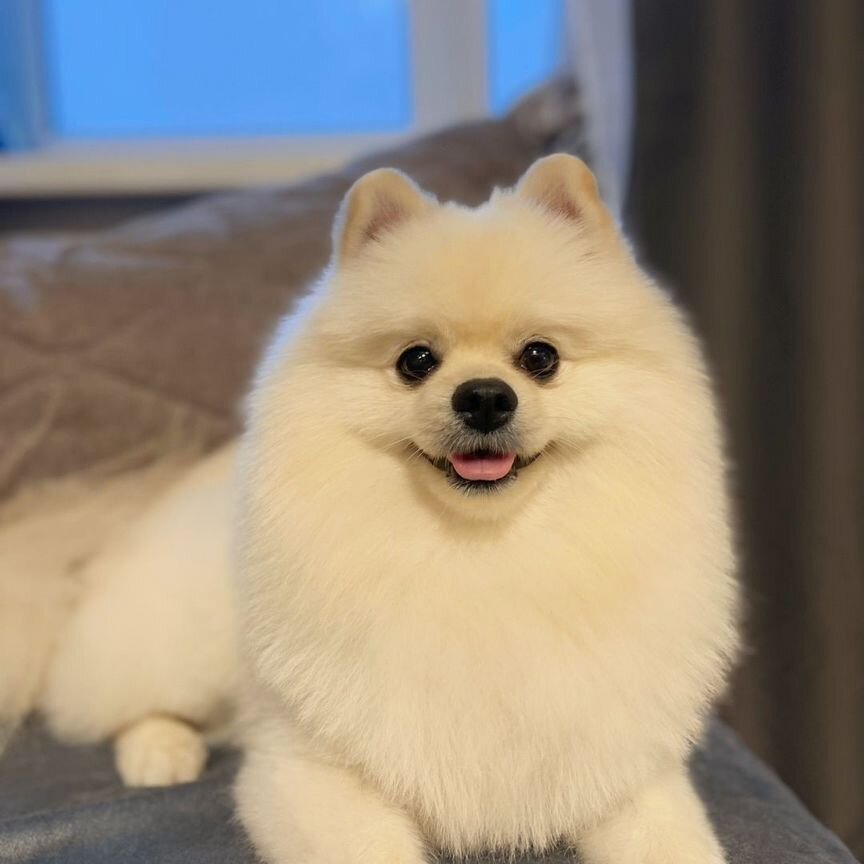 Малый немецкий шпиц