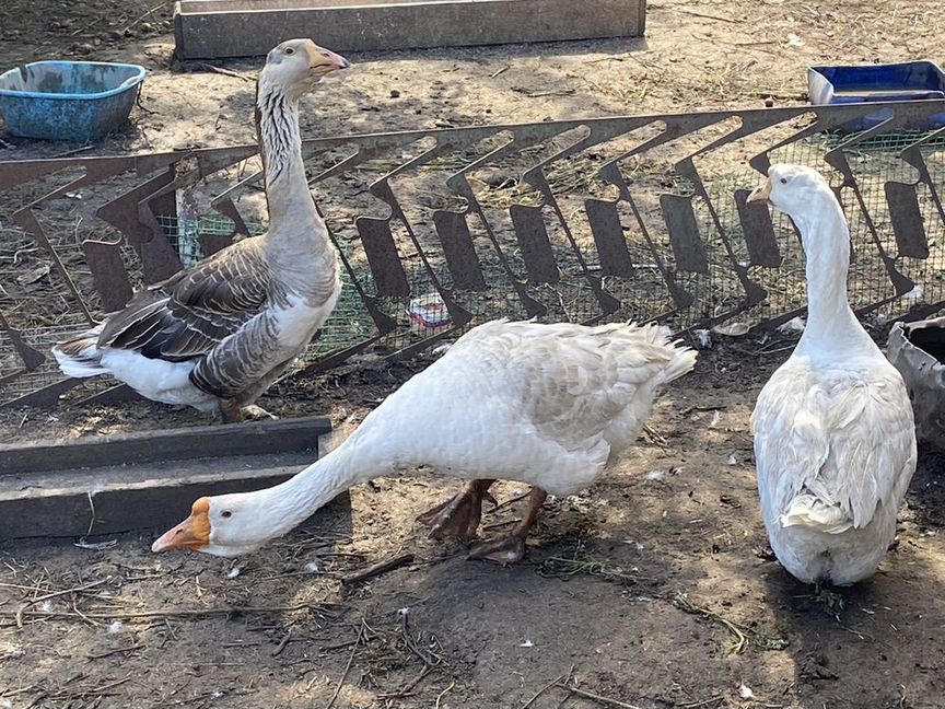 Гусиная семья