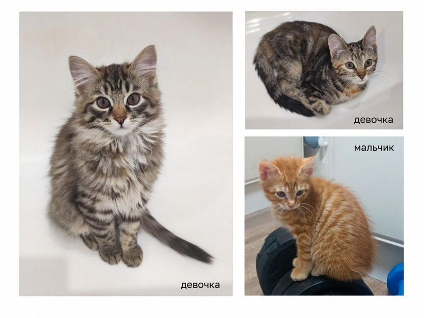 Котята от домашней кошки