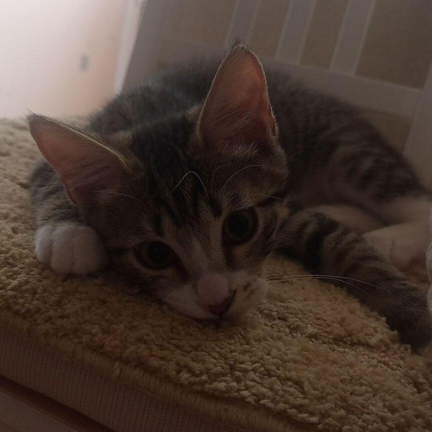 Котята в добрые руки мальчик