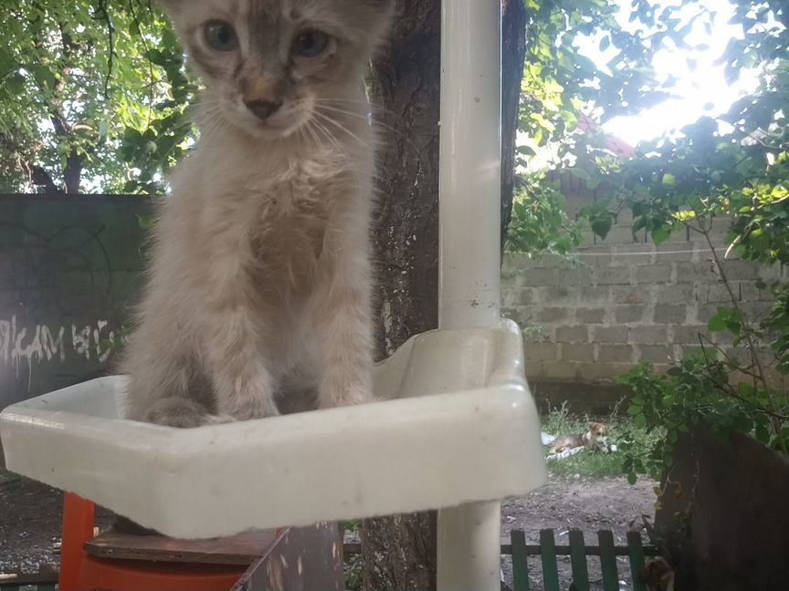 Котик-метис в добрые руки