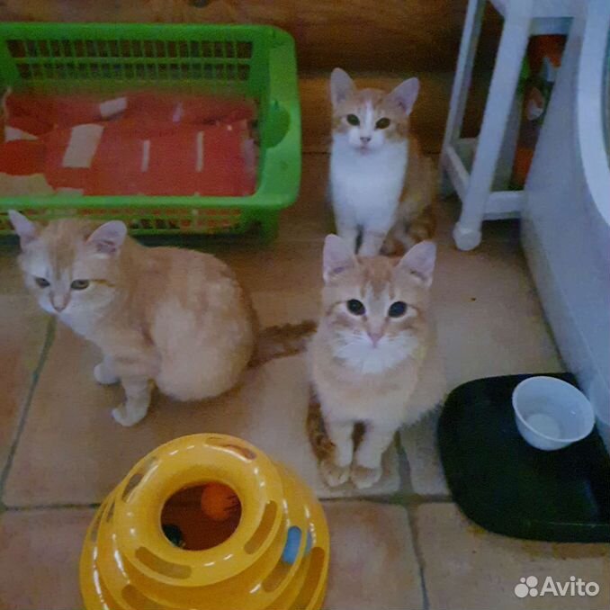 Котята рыжие бежевые