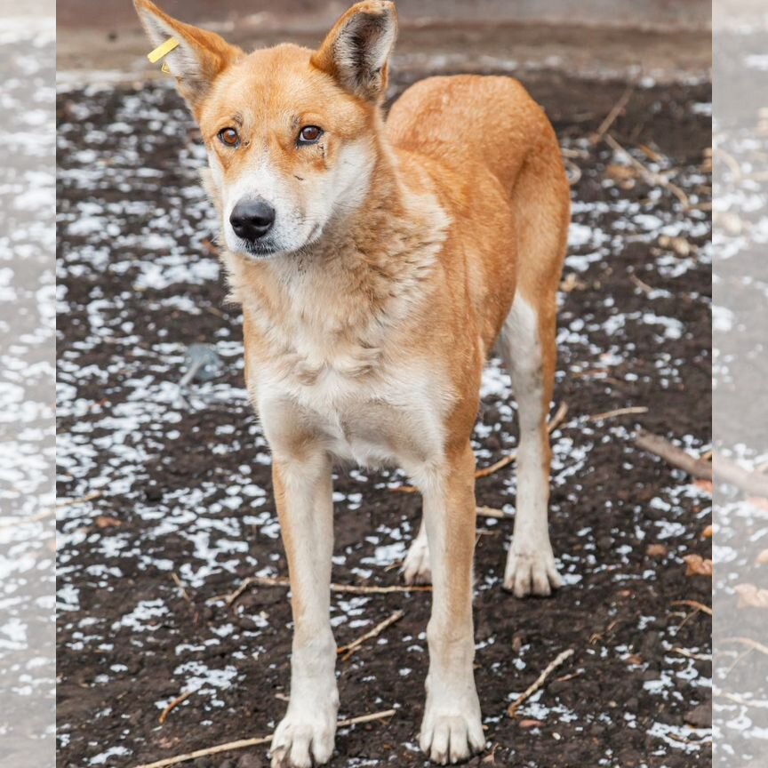 Взрослая собака в добрые руки