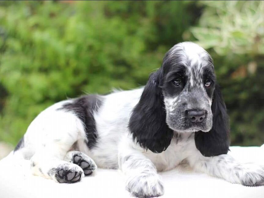 Девочка английский кокер спаниель