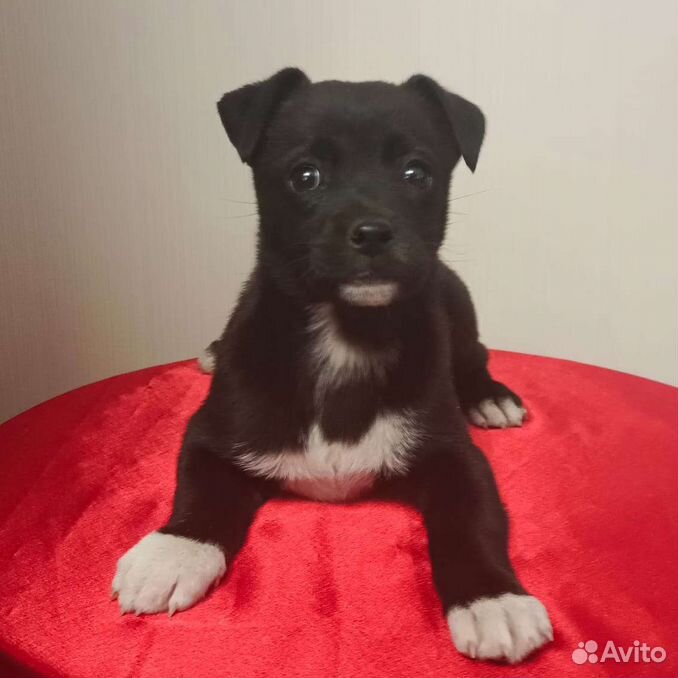 Малышке нужен дом