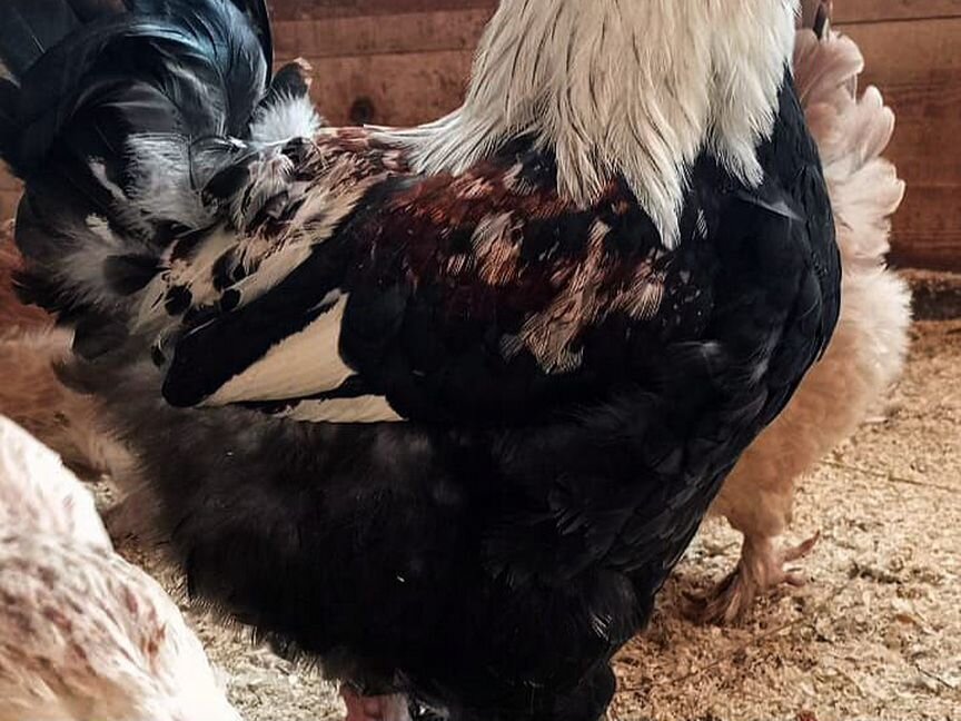 Фавероль лососевая