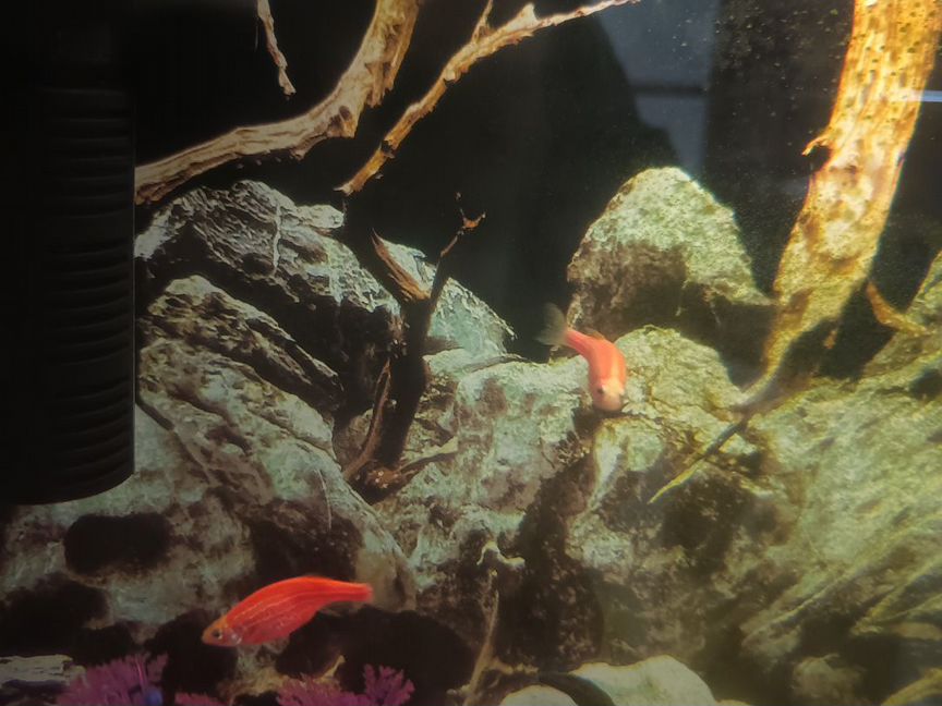 Отдам бесплатно рыбок