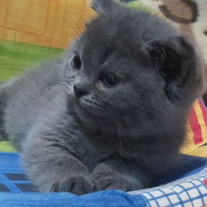Шотландский котенок