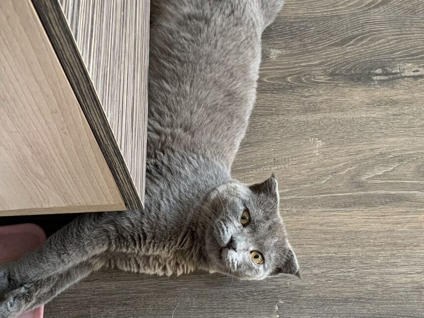 Шотланский котенок в добрые руки