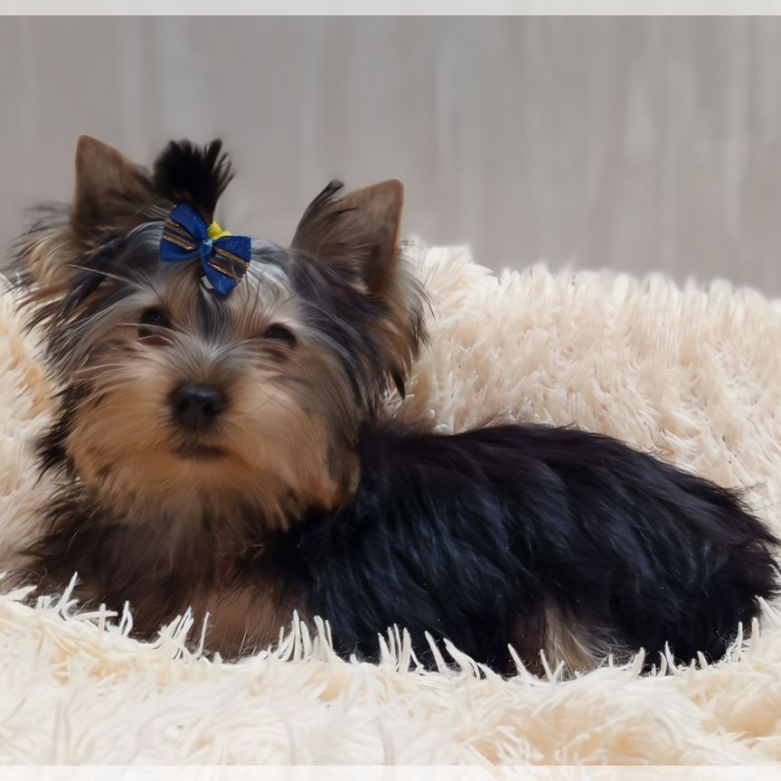 Йоркширский терьер, щенок