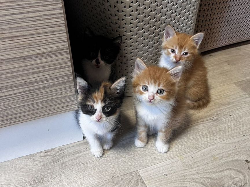 Милые котята