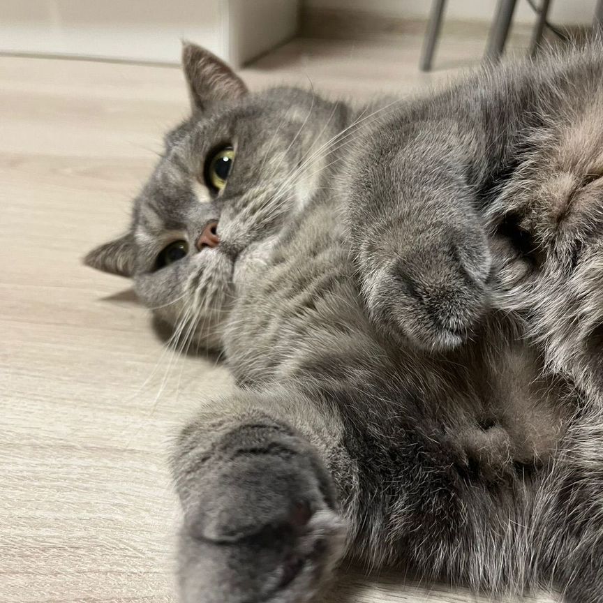 Кошки в добрые руки