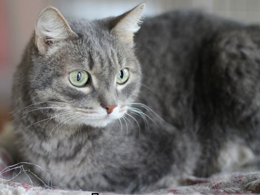 Кот Лаки