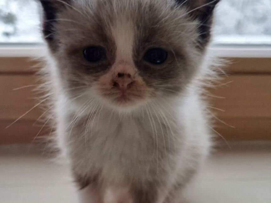 Маленький котенок с голубыми глазами