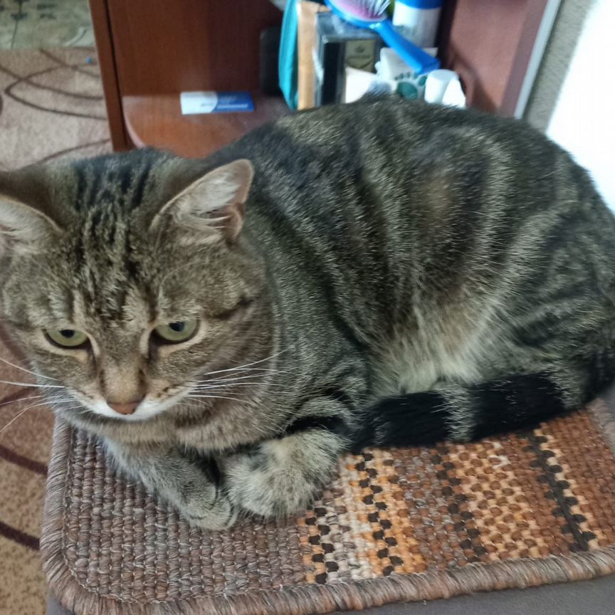 Кошка сибирская